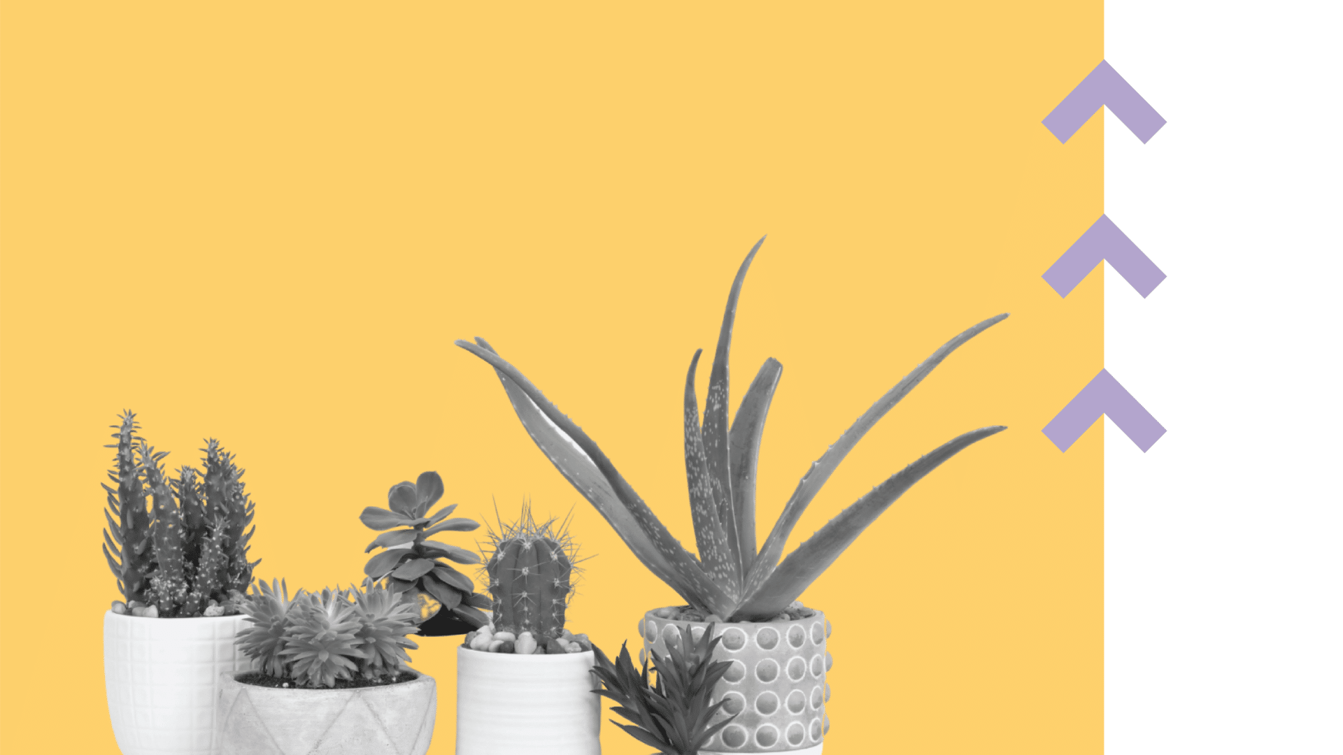 8 Benefits Of House Plants Helping Your Mental Health - DiveThru